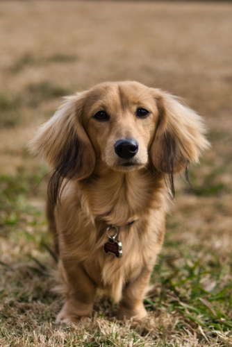 De Engelse Cream teckel. – Teckel baas